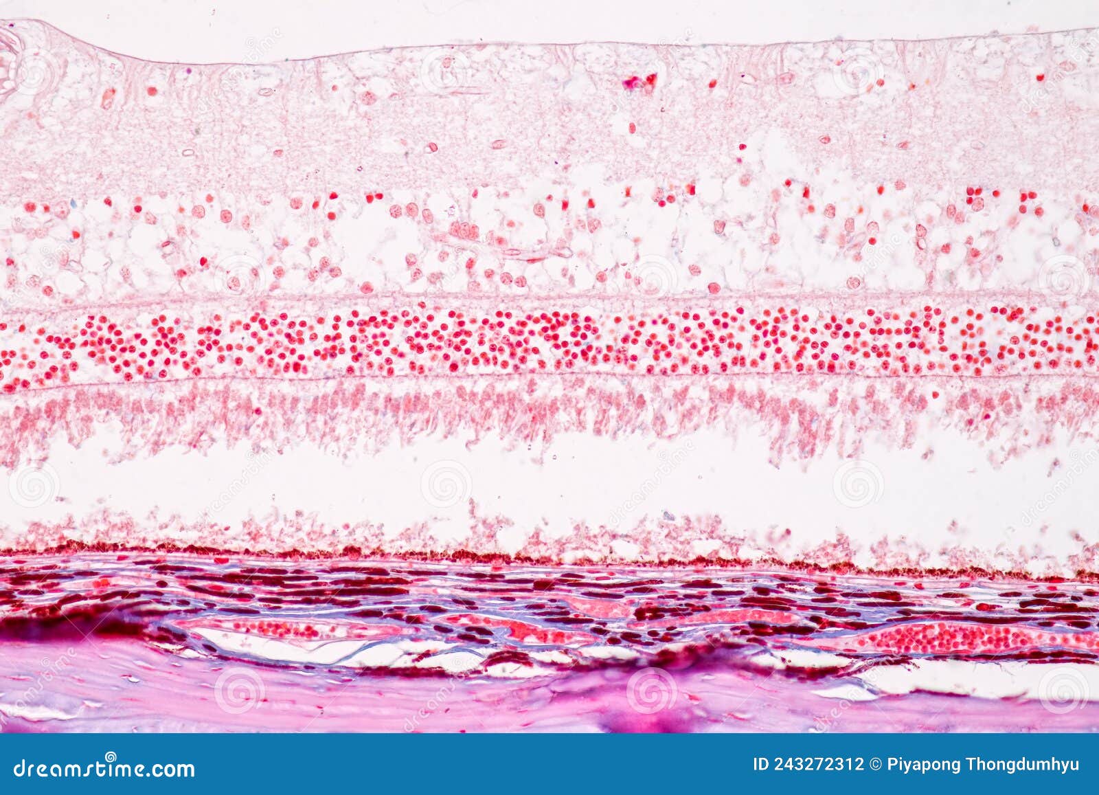 Retina Human Under Microscope. Stock Photo - Image of hospital, lens ...