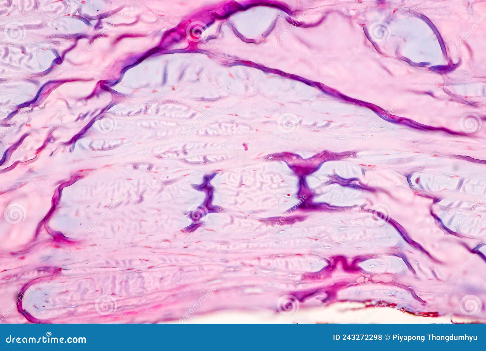 Retina In Human Eye Stock Image | CartoonDealer.com #26566945