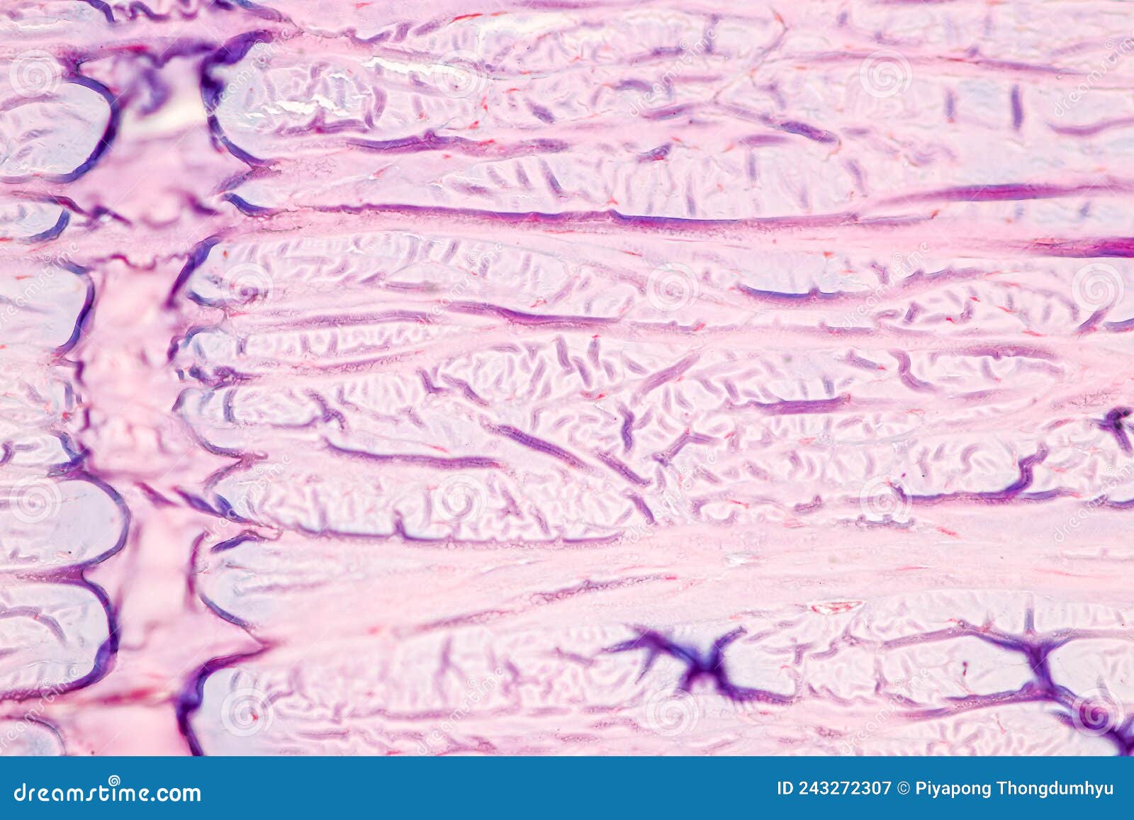 Retina Human Under Microscope. Stock Image - Image of doctor, eyesight ...
