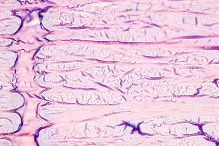 Retina Human Under Microscope. Stock Image - Image of doctor, eyesight ...