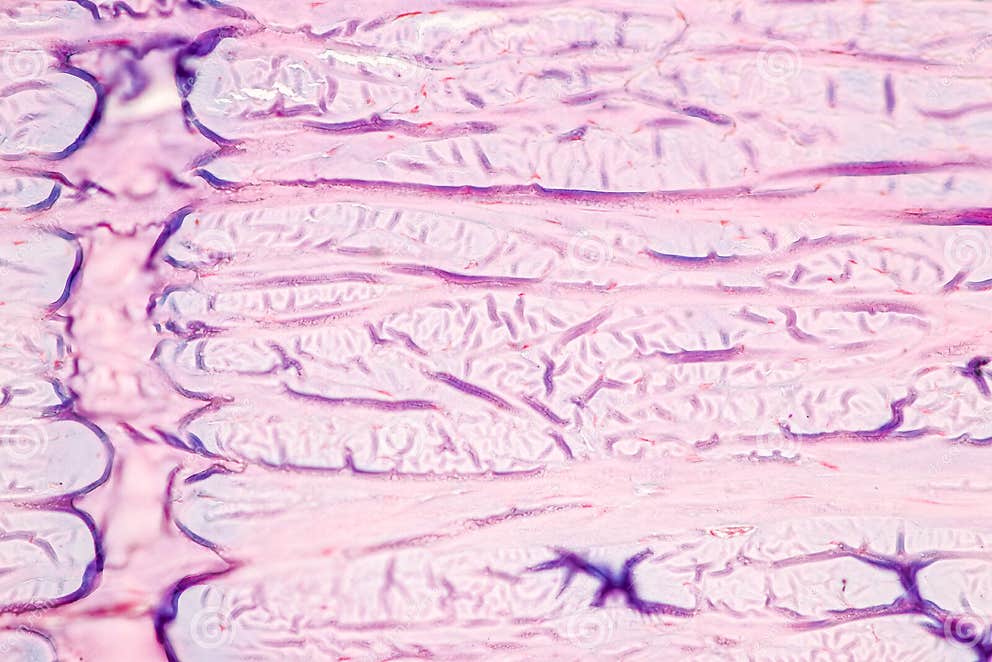 Retina Human Under Microscope. Stock Image - Image of doctor, eyesight ...