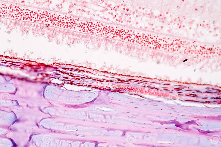 Retina Human Under Microscope. Stock Photo - Image of duct, eyeball ...