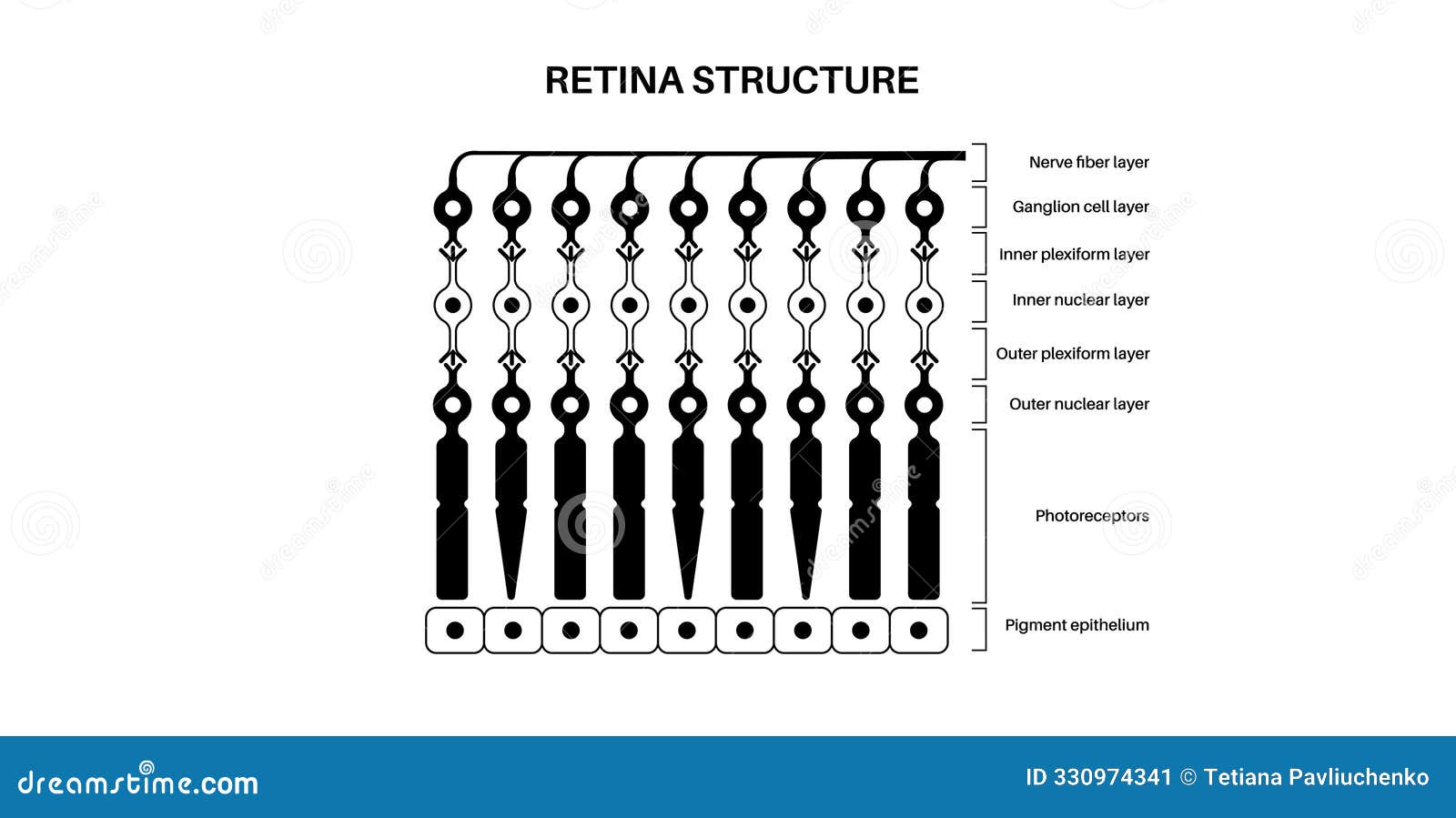 Retina structure poster stock illustration. Illustration of ocular ... Retina structure poster stock illustration. Illustration of ocular ...