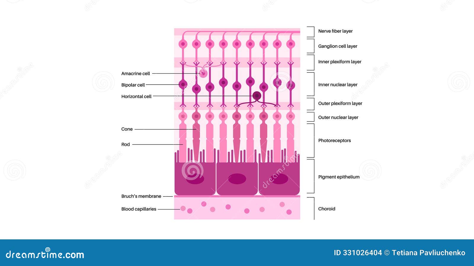 Retina Structure Poster Cartoon Vector | CartoonDealer.com #330974213
