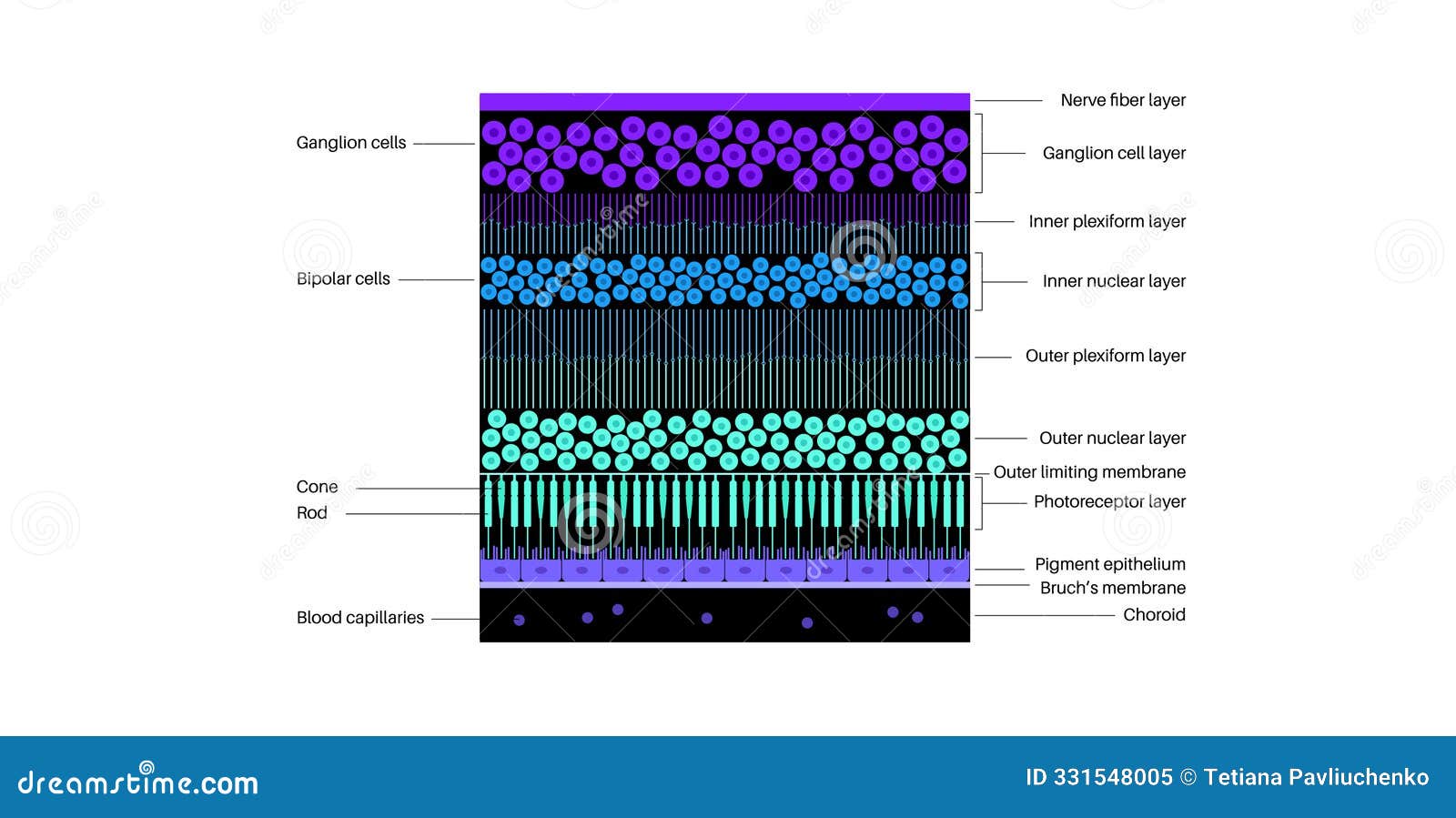 Retina structure poster stock illustration. Illustration of sight ...