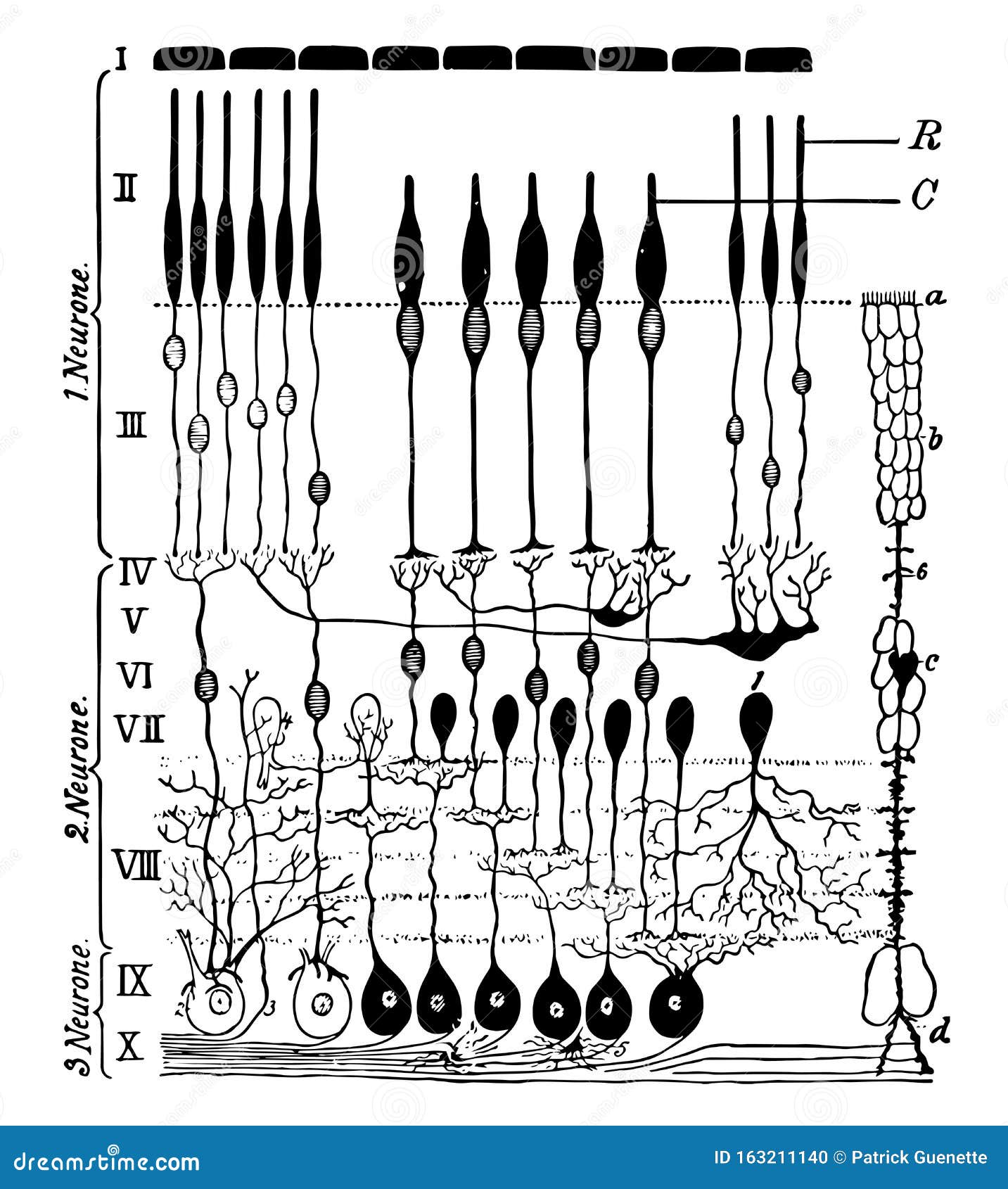Retinal Structure, Vintage Illustration Stock Vector - Illustration of ...