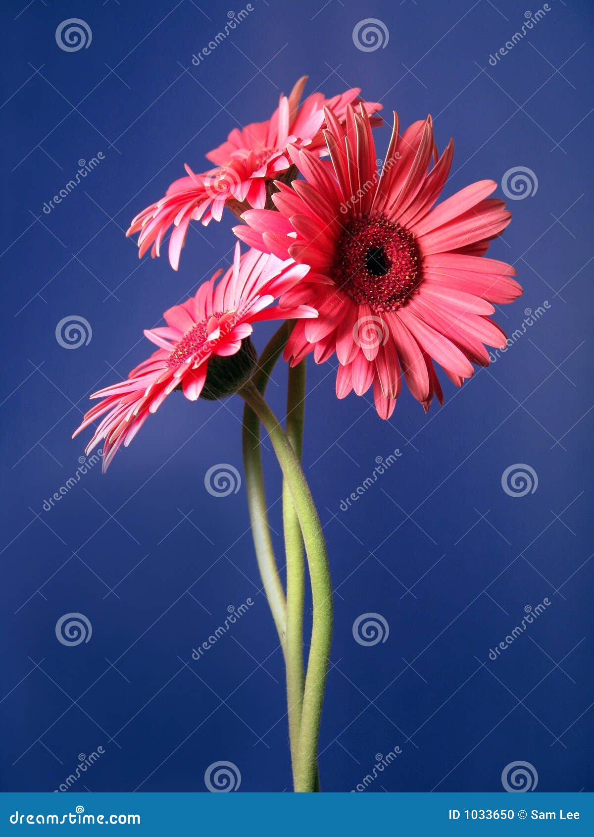 Retrato 2 Do Trio Da Margarida Do Gerbera Foto de Stock - Imagem de ...