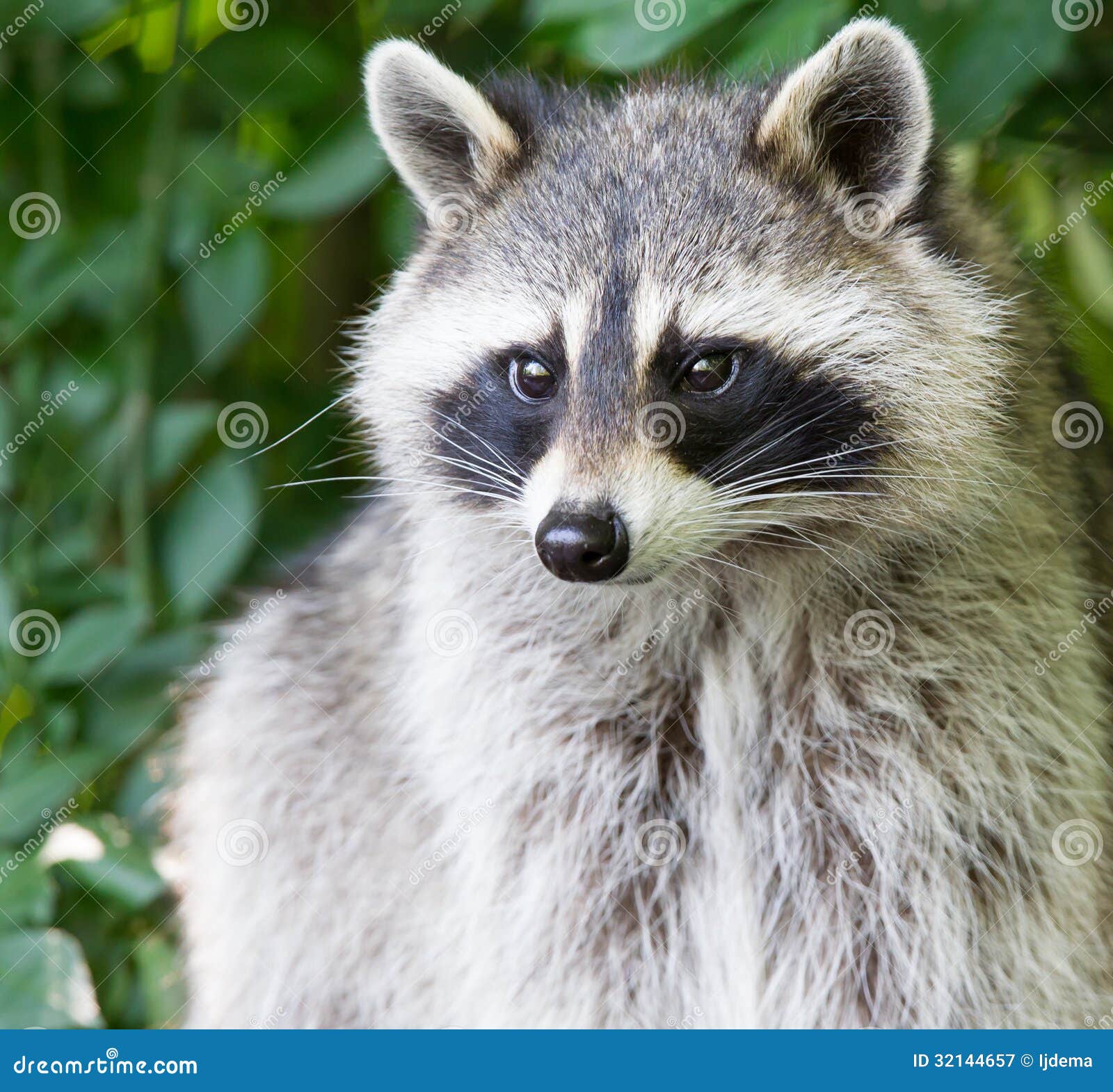 Retrato adulto del mapache imagen de archivo. Imagen de bandido - 32144657