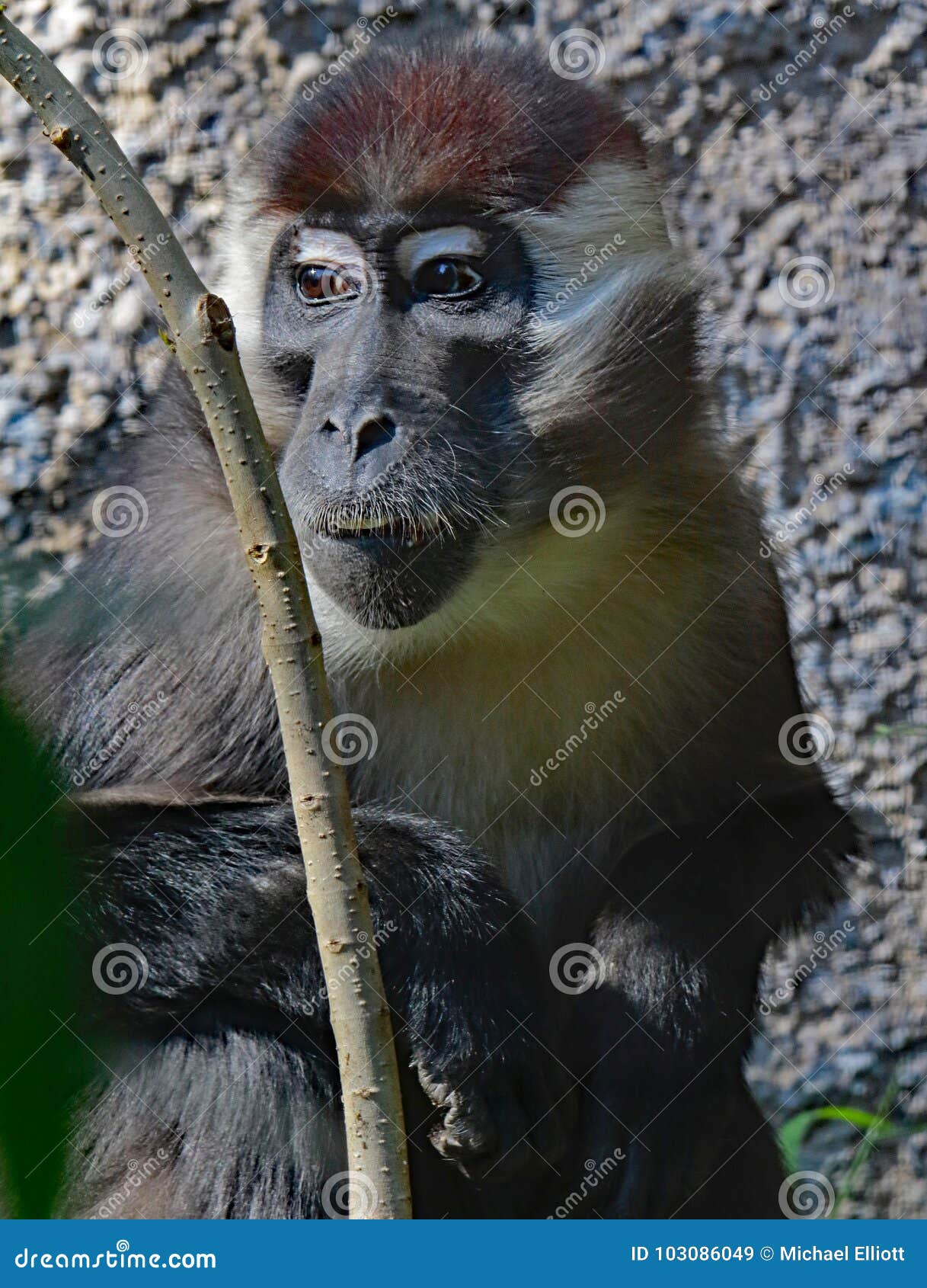 Retrato Africano Da Cara Do Macaco Imagem de Stock - Imagem de nave ...