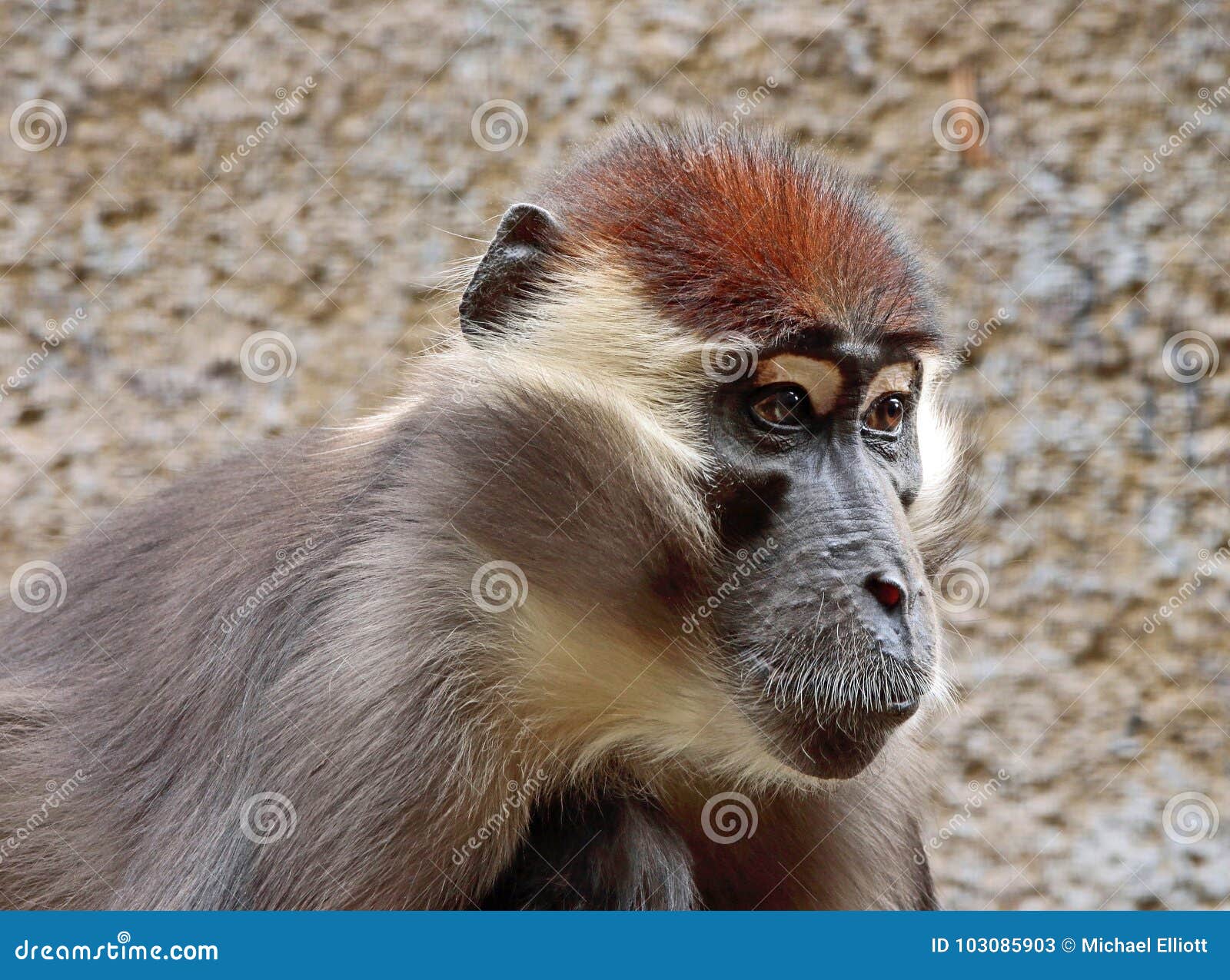 Retrato Africano De La Cara Del Mono Imagen de archivo - Imagen de ...