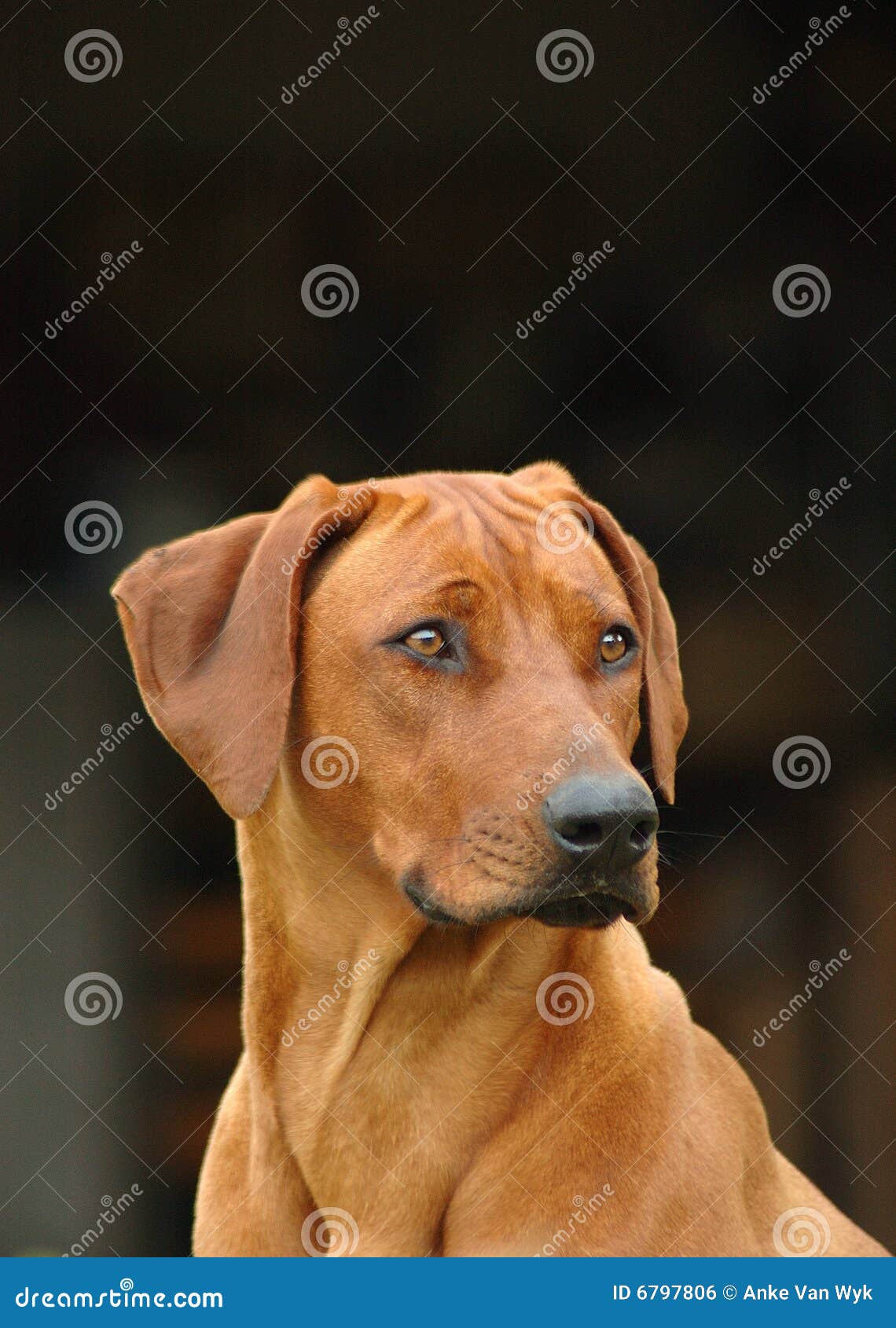 Retrato Africano De Rhodesian Ridgeback Foto de archivo - Imagen de ...