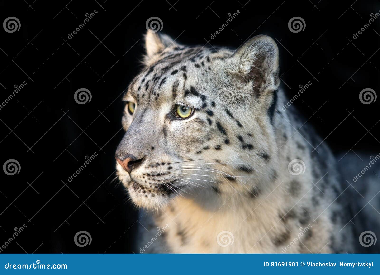 Retrato Ascendente Cercano De La Onza Imagen de archivo - Imagen de ...