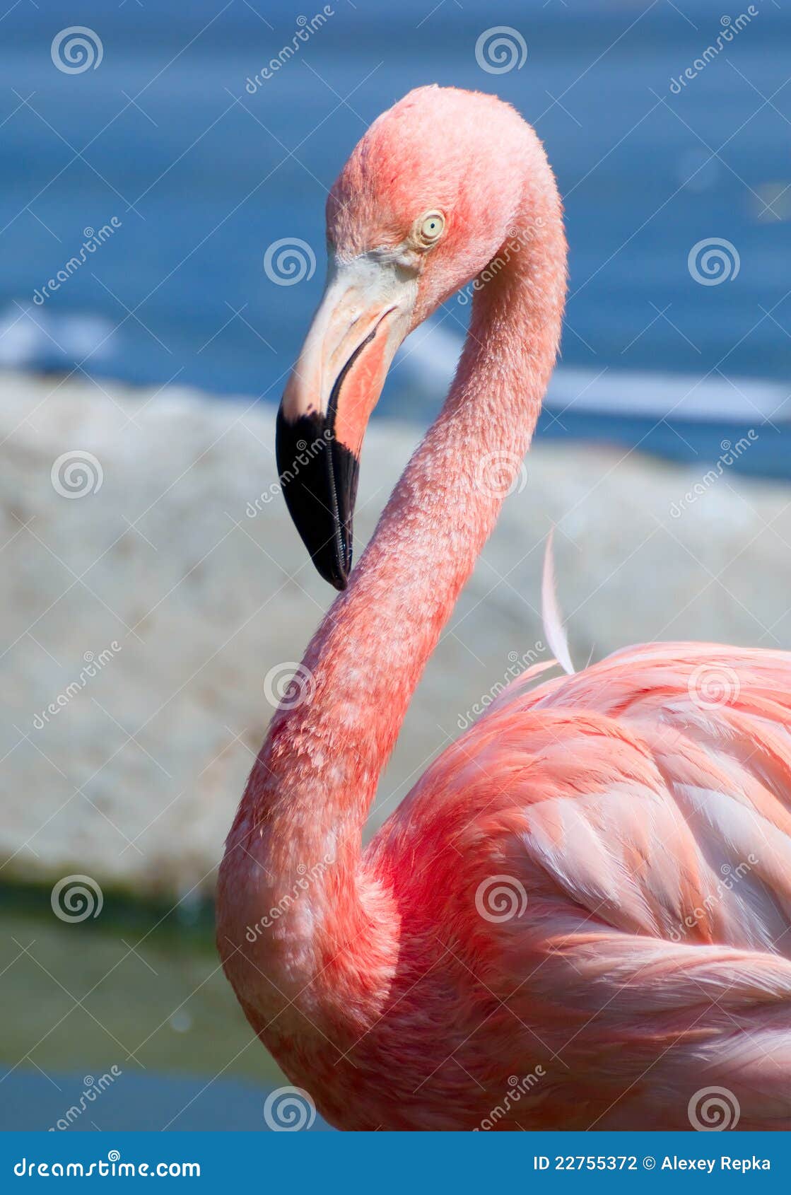 Retrato Cor-de-rosa Do Flamingo Foto de Stock - Imagem de perfil ...