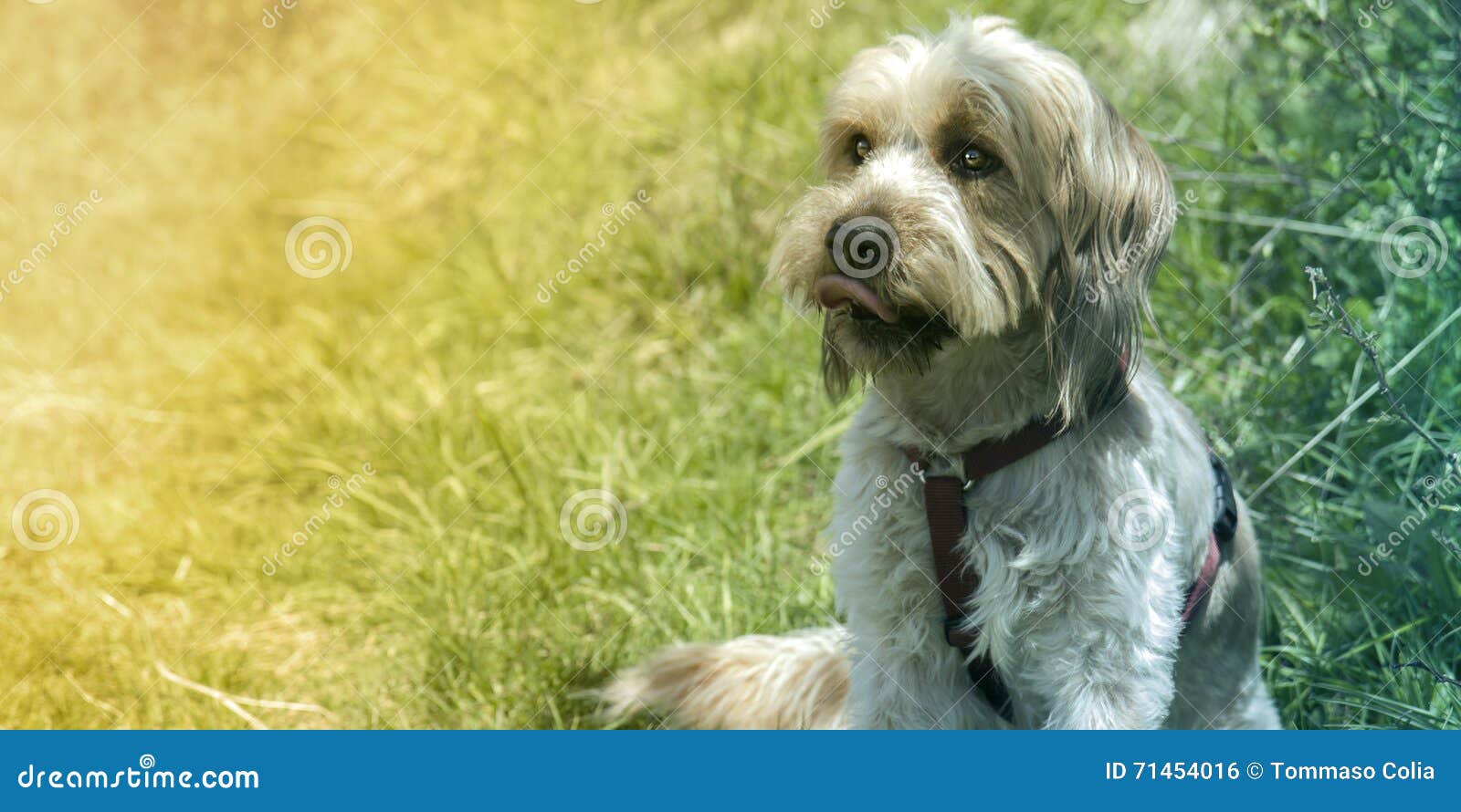 Retrato curioso del perro foto de archivo. Imagen de encantador - 71454016