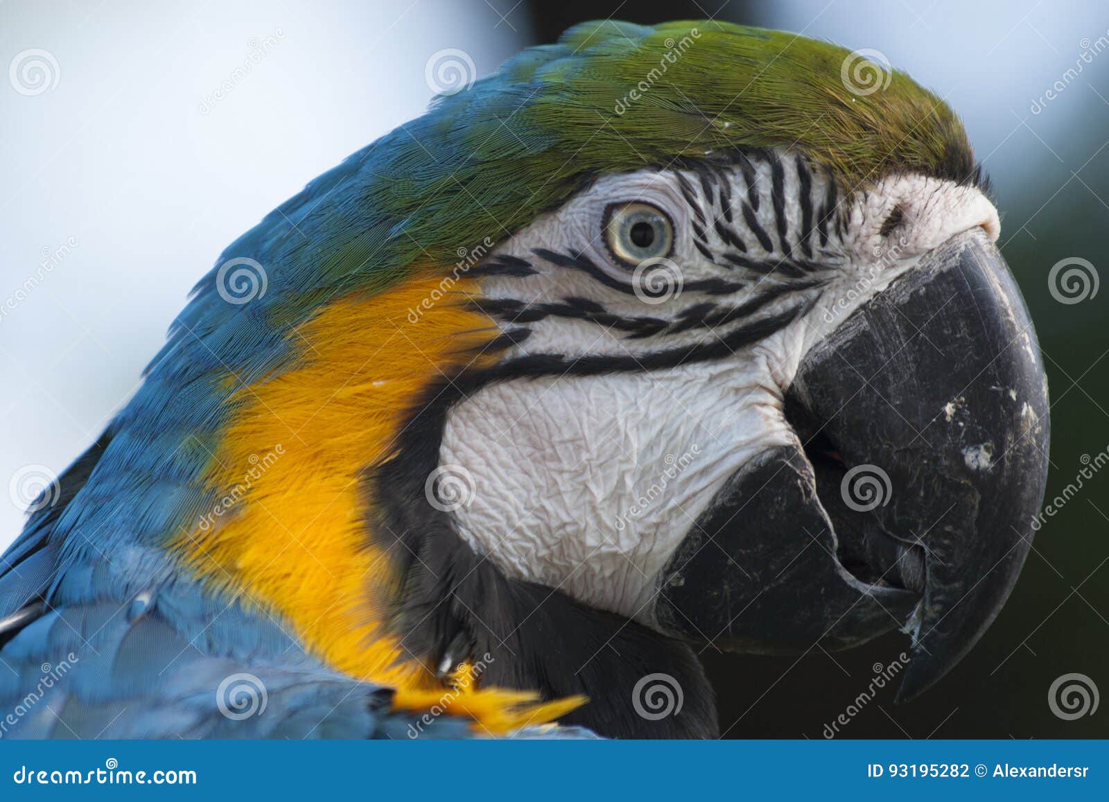 Retrato da arara foto de stock. Imagem de brasil, méxico - 93195282