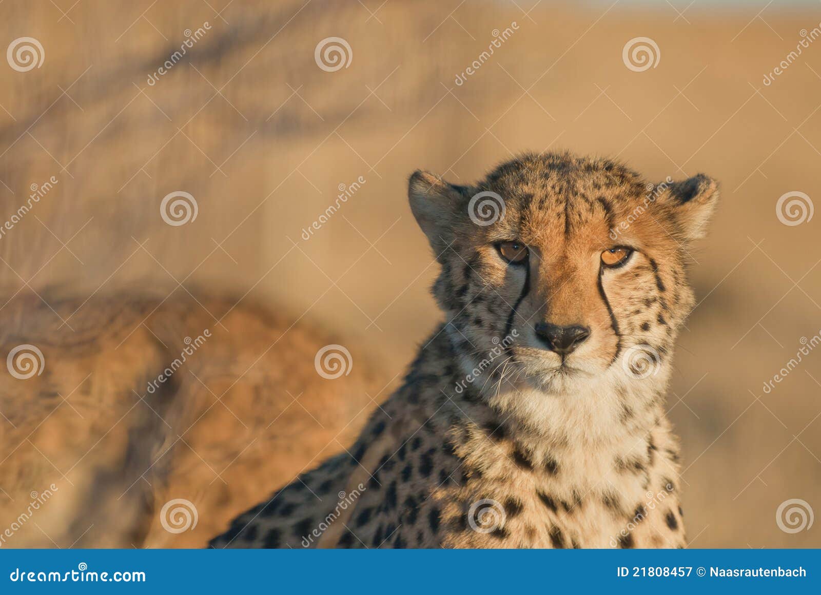 Retrato da chita imagem de stock. Imagem de exterior - 21808457