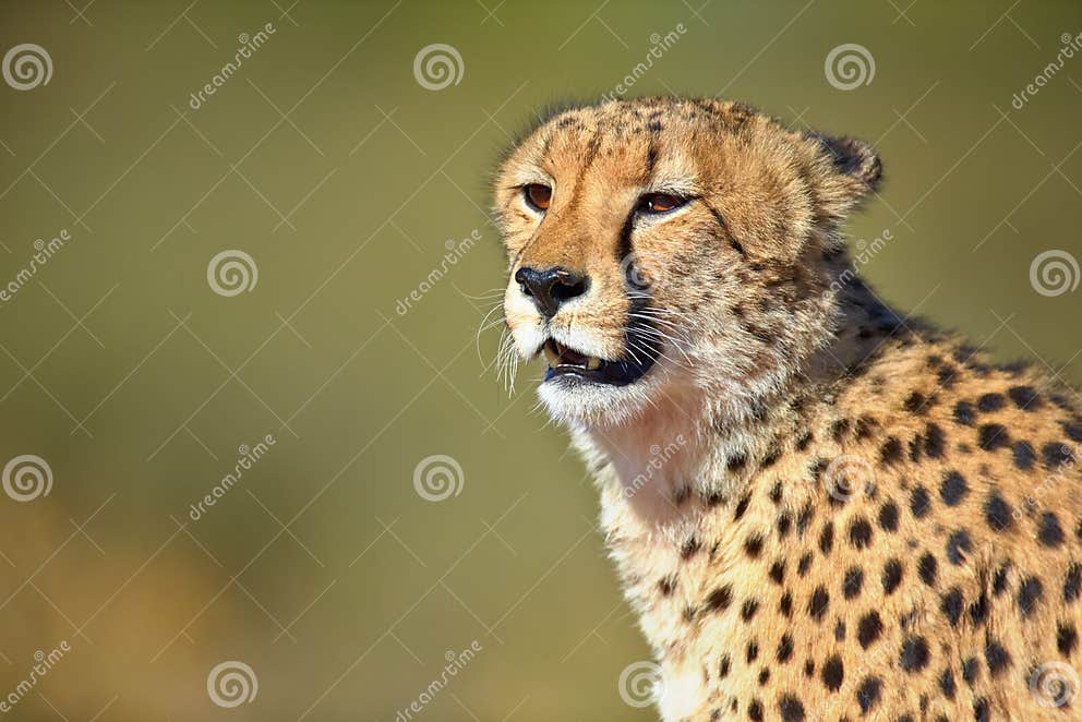 Retrato da chita imagem de stock. Imagem de africano - 32829623