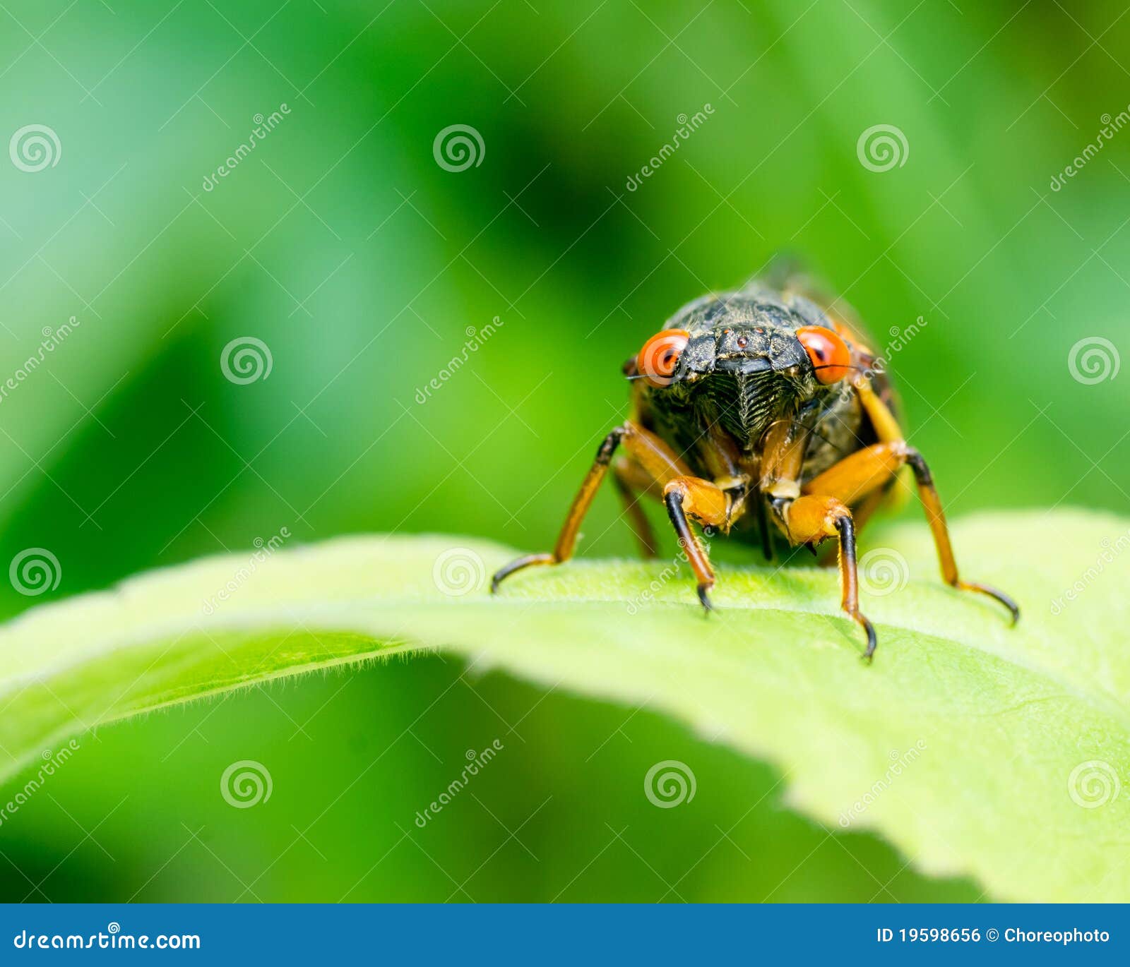 Retrato da cigarra foto de stock. Imagem de retrato, cigarra - 19598656