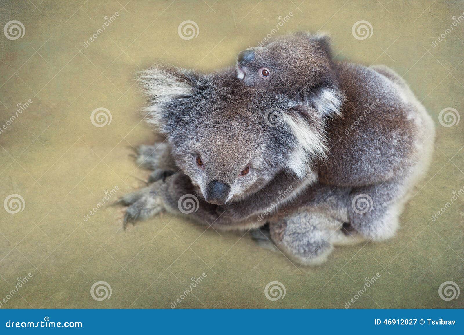 Retrato Da Coala Com Filhote Imagem de Stock - Imagem de melbourne ...