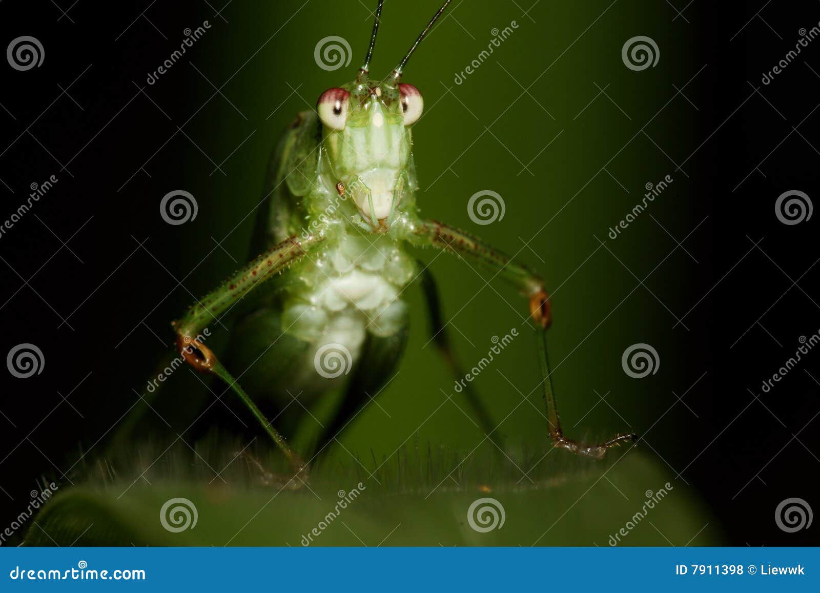 Retrato da face de Katydid foto de stock. Imagem de wildlife - 7911398