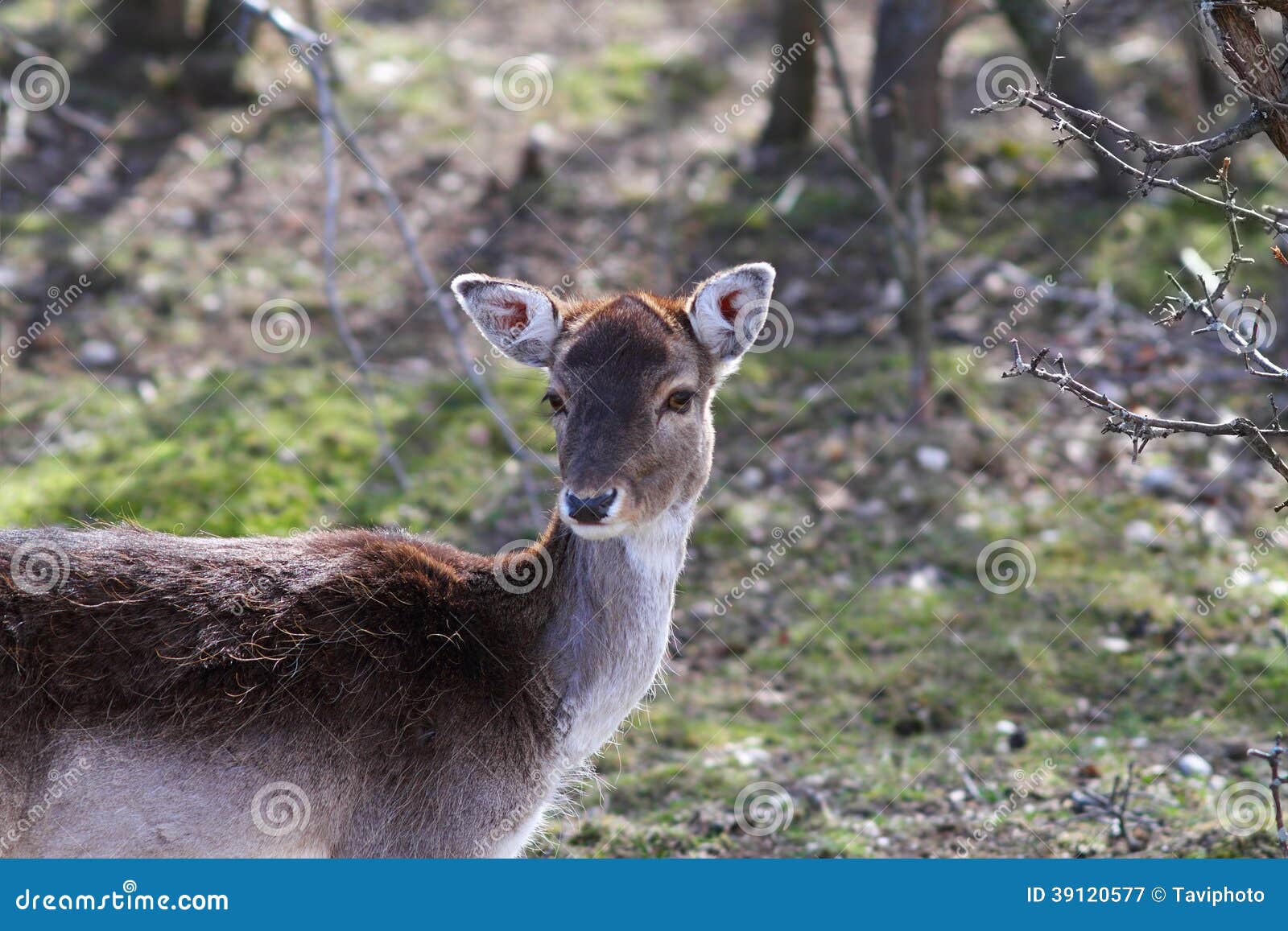 Retrato da gama dos gamos imagem de stock. Imagem de madeiras - 39120577