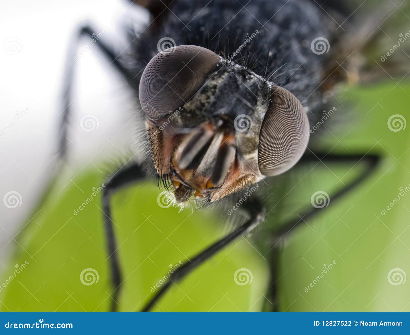 Retrato da mosca foto de stock. Imagem de sopro, azul - 12827522