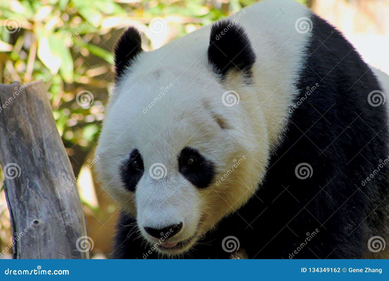 imagens de stock Olhos Da Panda - Baixe 459 Royalty Free