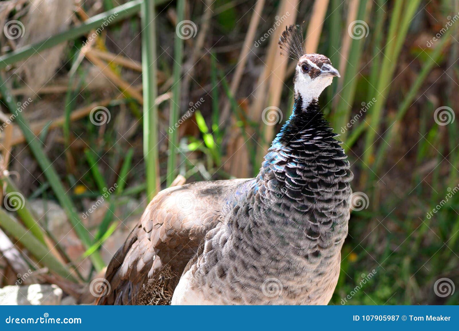Retrato da pavoa imagem de stock. Imagem de pavoa, beleza - 107905987