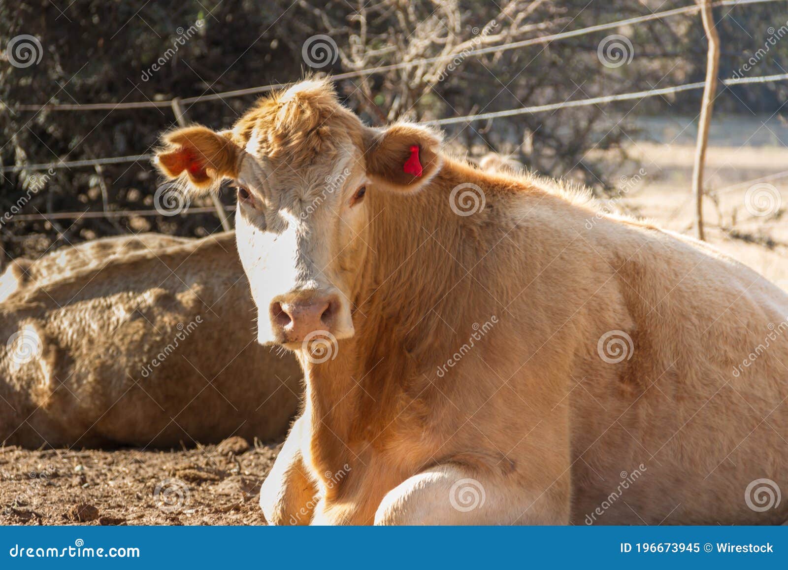Retrato Da Vaca Leiteira Sentada No Campo Imagem de Stock - Imagem de ...