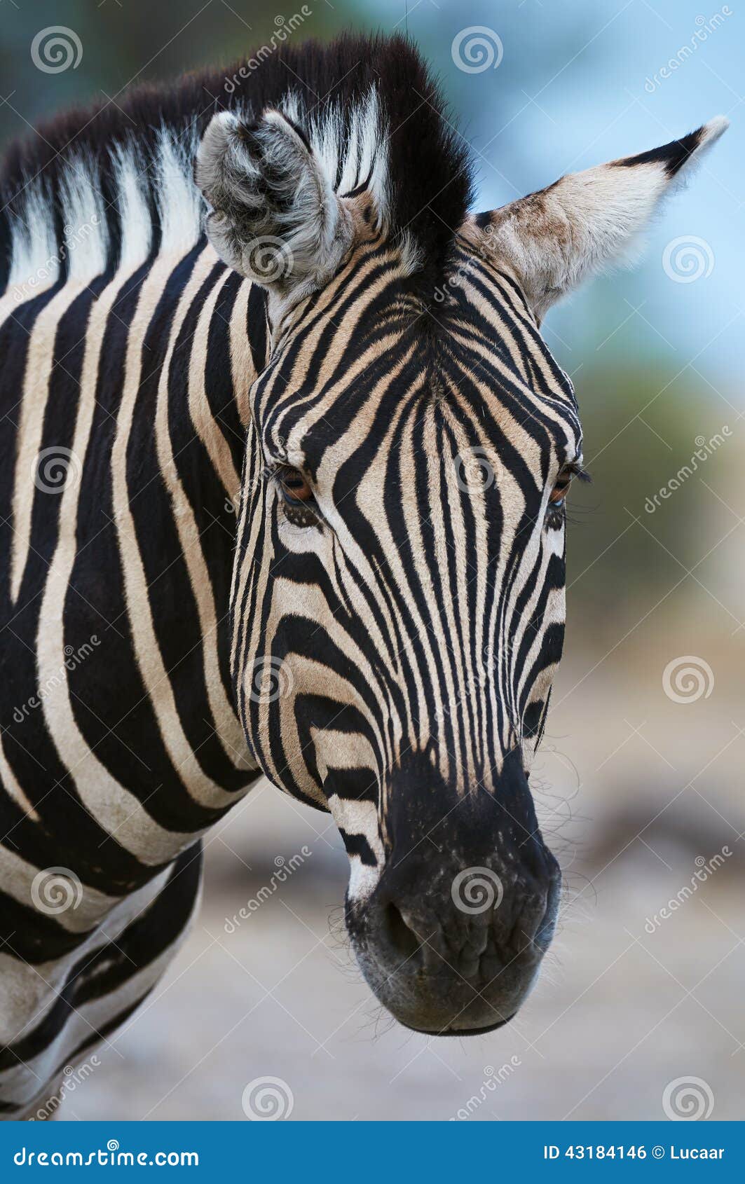 Retrato Da Zebra De Burchell Foto de Stock - Imagem de fauna, wildlife ...