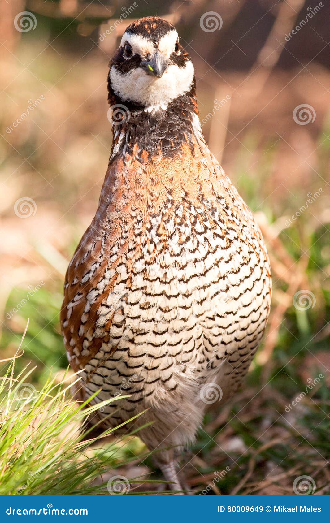 Retrato das codornizes imagem de stock. Imagem de wildlife - 80009649