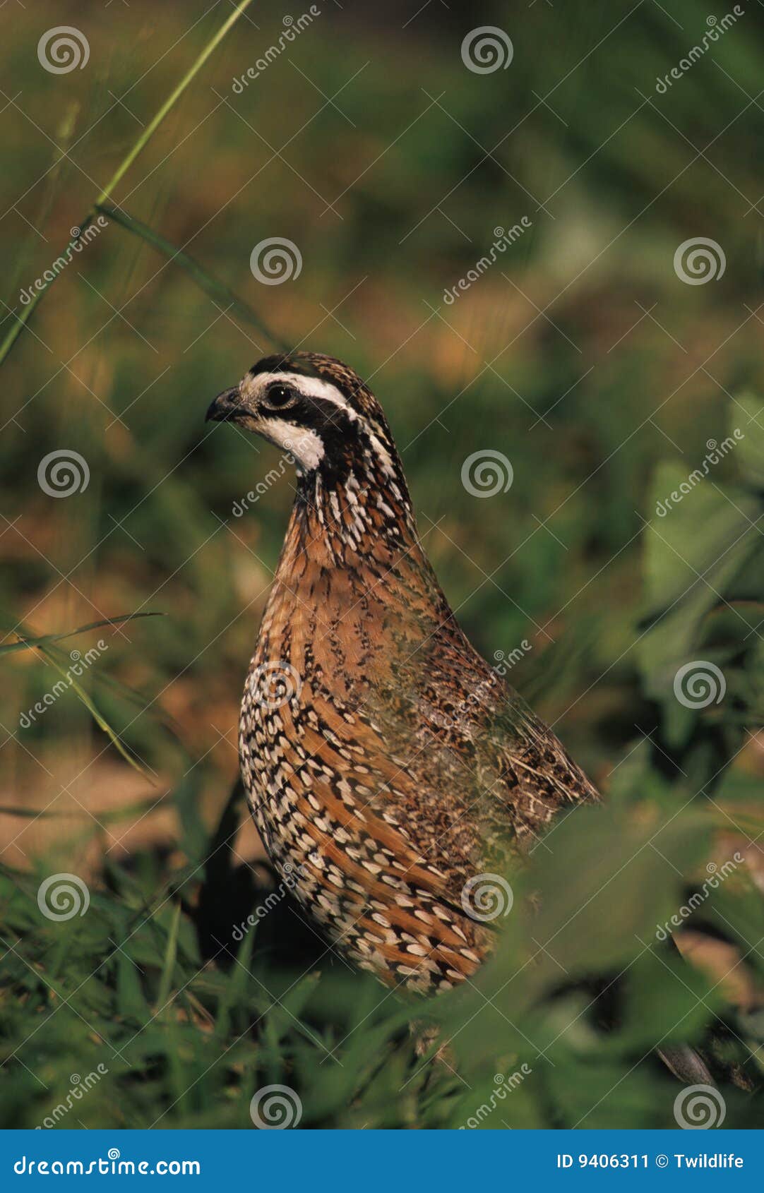 Retrato das codornizes imagem de stock. Imagem de codornizes - 9406311