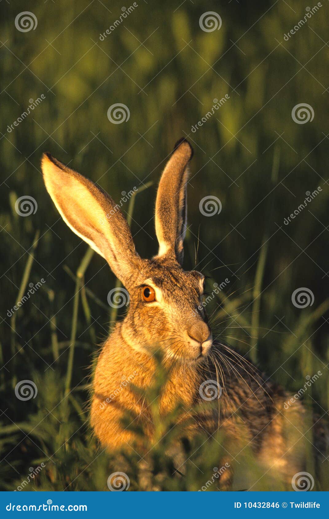 Retrato De Cola Negra Del Jackrabbit Foto de archivo - Imagen de ojos, animal: 10432846