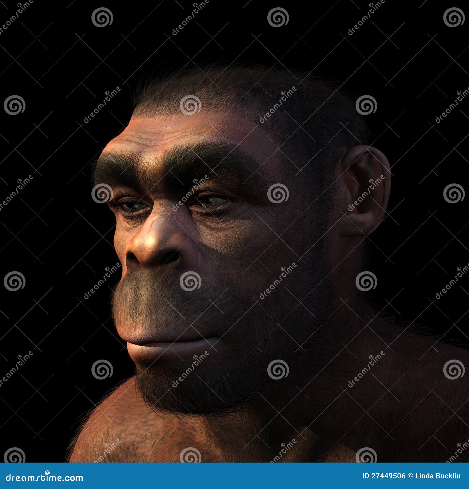 Retrato De Erectus Del Homo Stock de ilustración - Ilustración de ...
