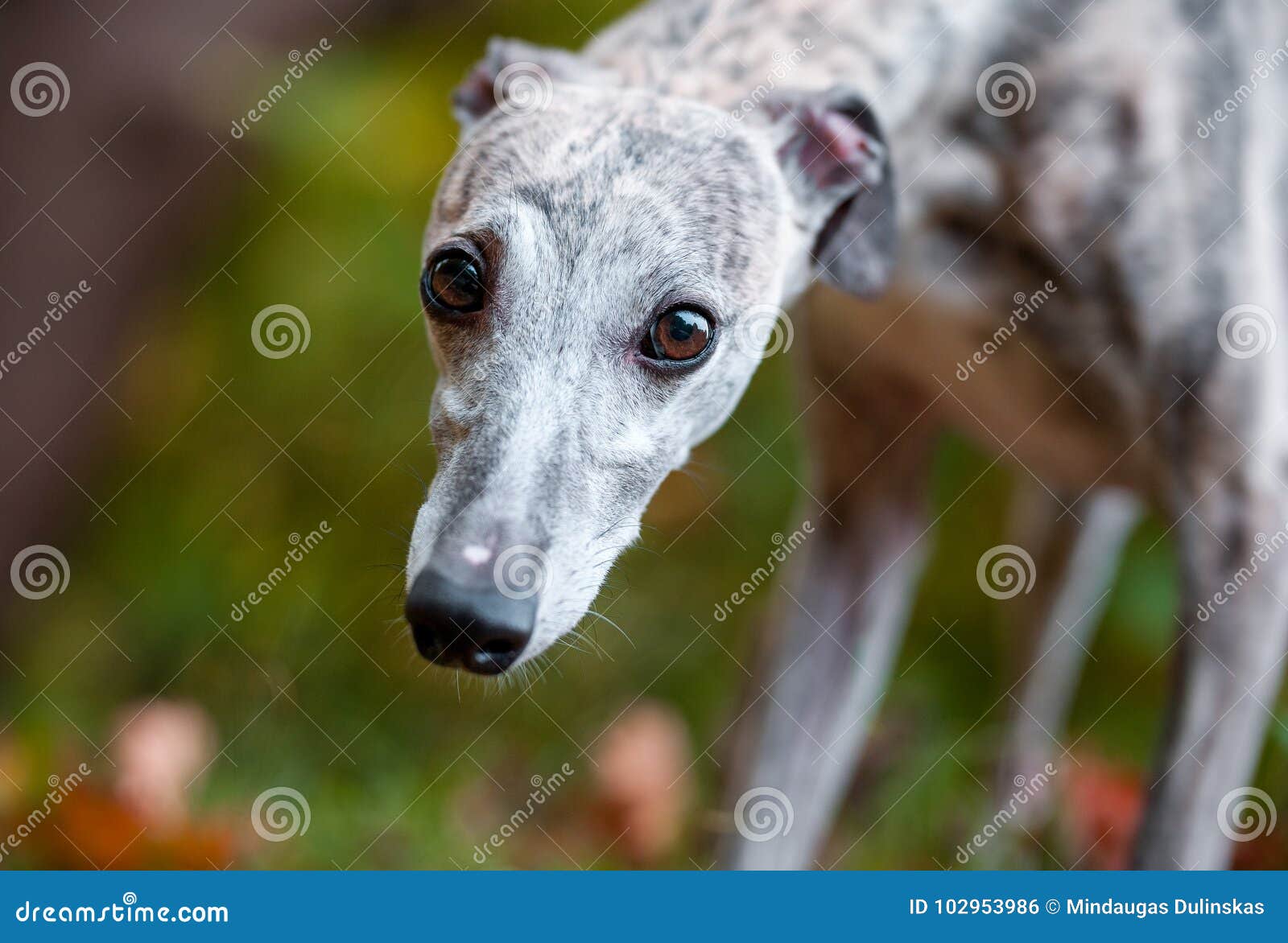 Retrato De La Cara Del Perro Del Lebrel Foto de archivo - Imagen de ...