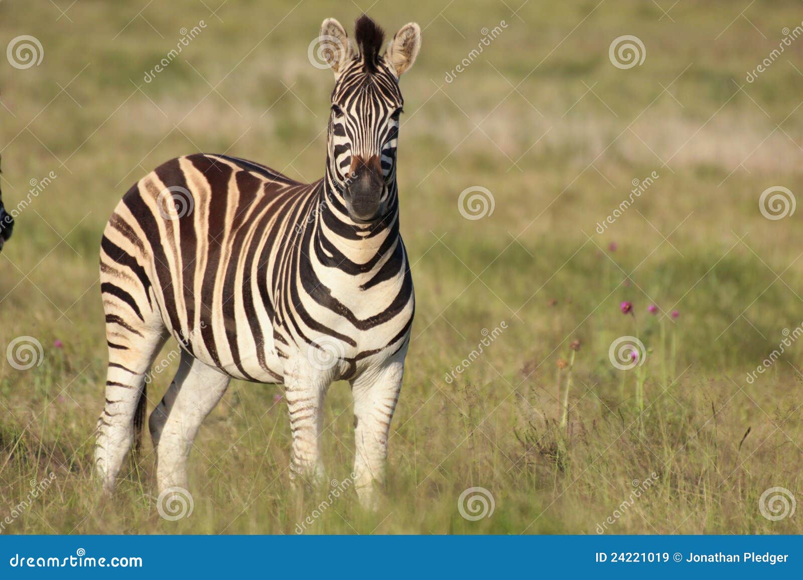 Retrato De La Cebra De Burchell Imagen de archivo - Imagen de pelo ...