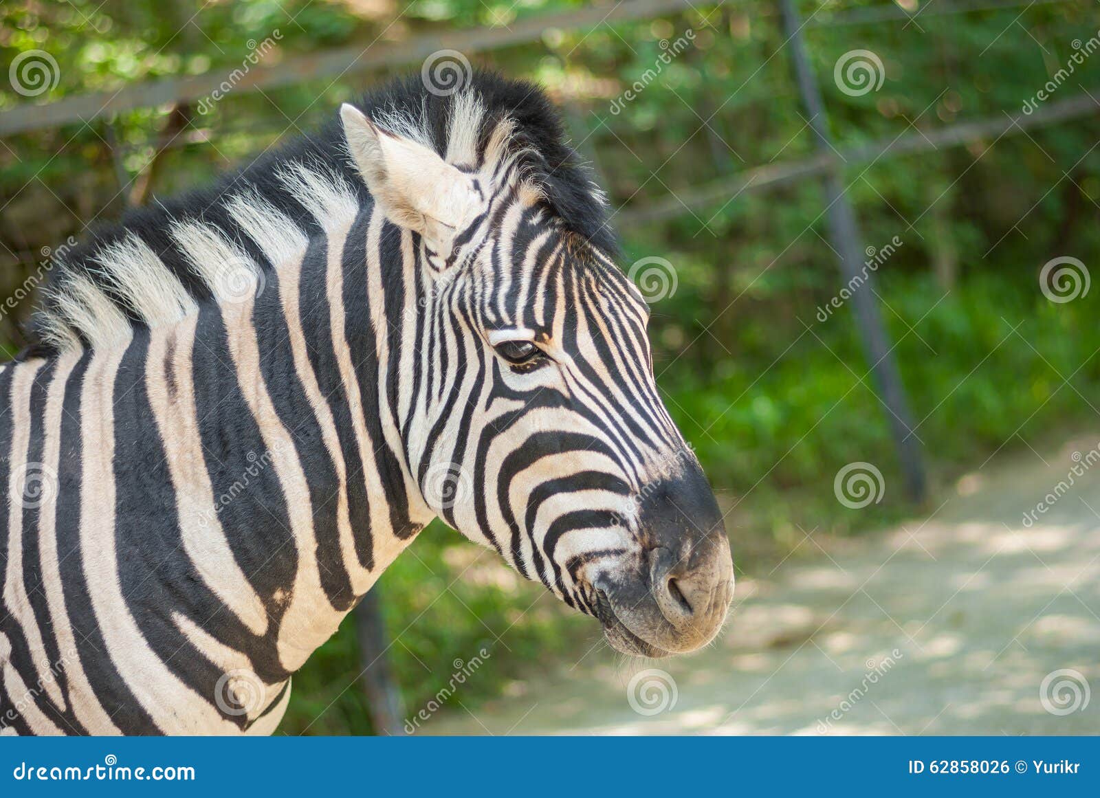 196 Cebra Linda Fotos - Libres de Derechos y Gratuitas de Dreamstime