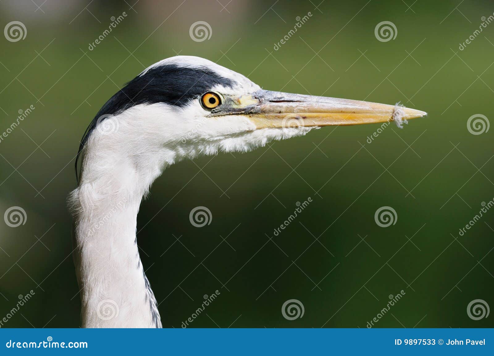 Retrato De La Garza Gris Joven (ardea Cinerea) Imagen de archivo ...