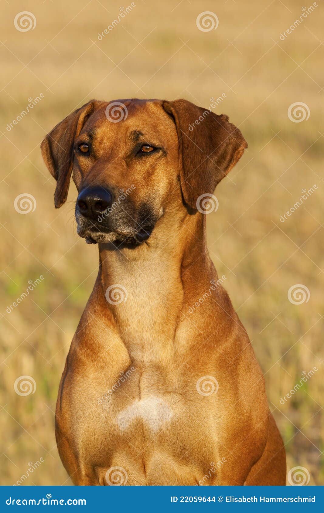 Retrato De La Hembra De Rhodesian Ridgeback Foto de archivo - Imagen de ...