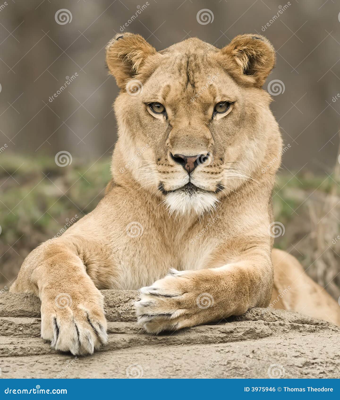 Retrato de la leona foto de archivo. Imagen de cubo, alarma - 3975946