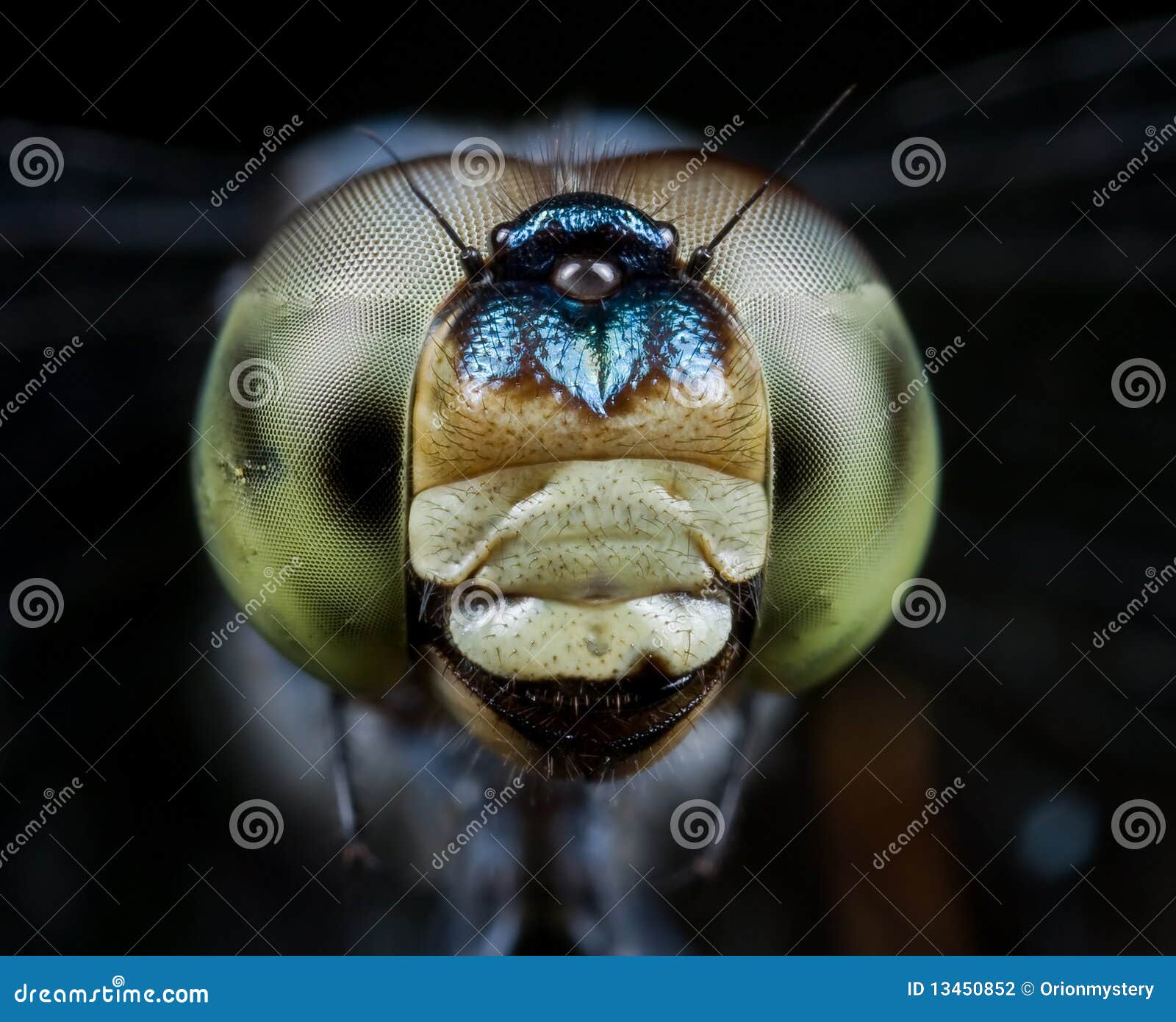 Retrato De La Libélula/tiro De La Cara Foto de archivo - Imagen de ...