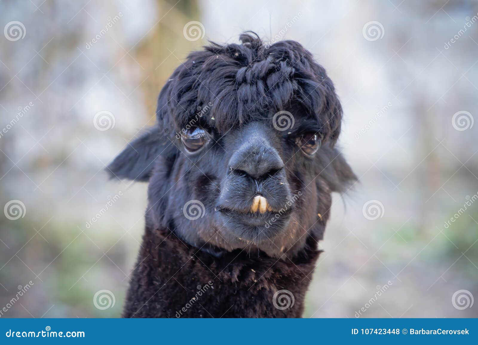 Retrato De La Llama Negra Linda Foto de archivo - Imagen de fauna ...