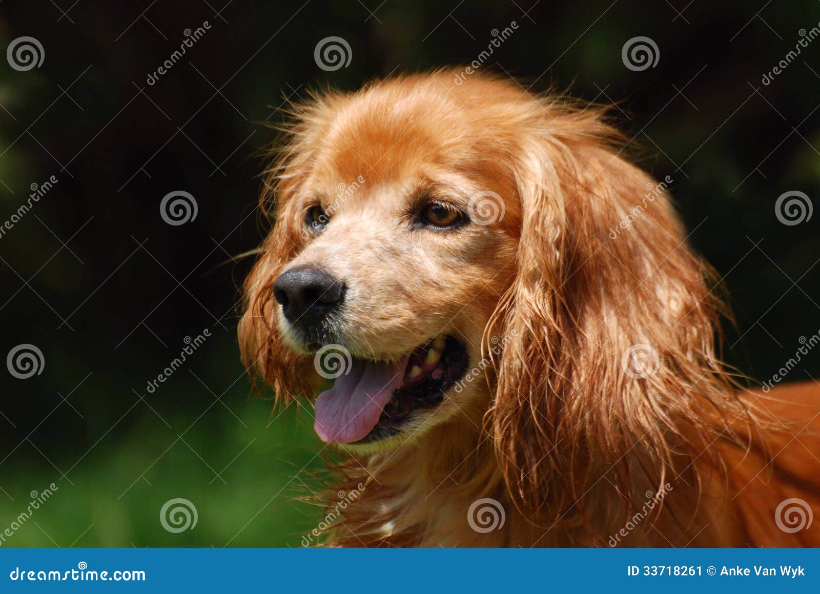 Retrato De La Mezcla De Cocker Spaniel Imagen de archivo - Imagen de ...