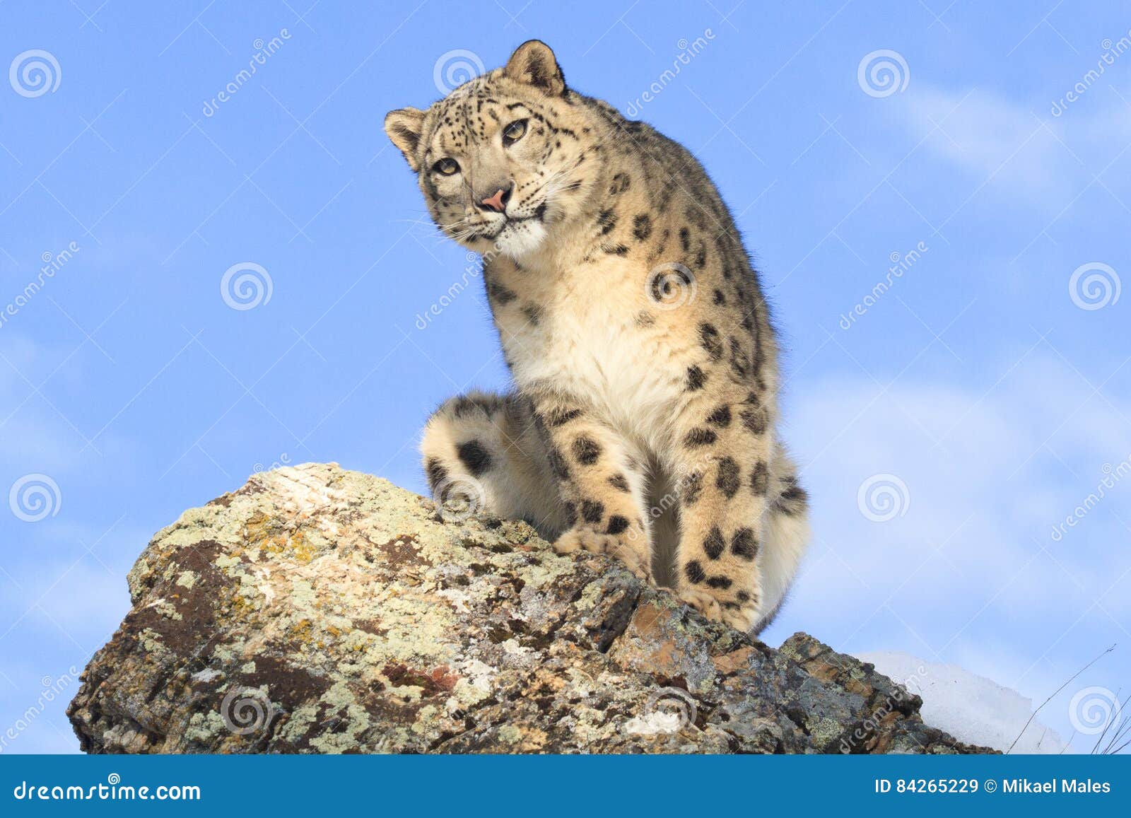 Retrato de la onza imagen de archivo. Imagen de intenso - 84265229