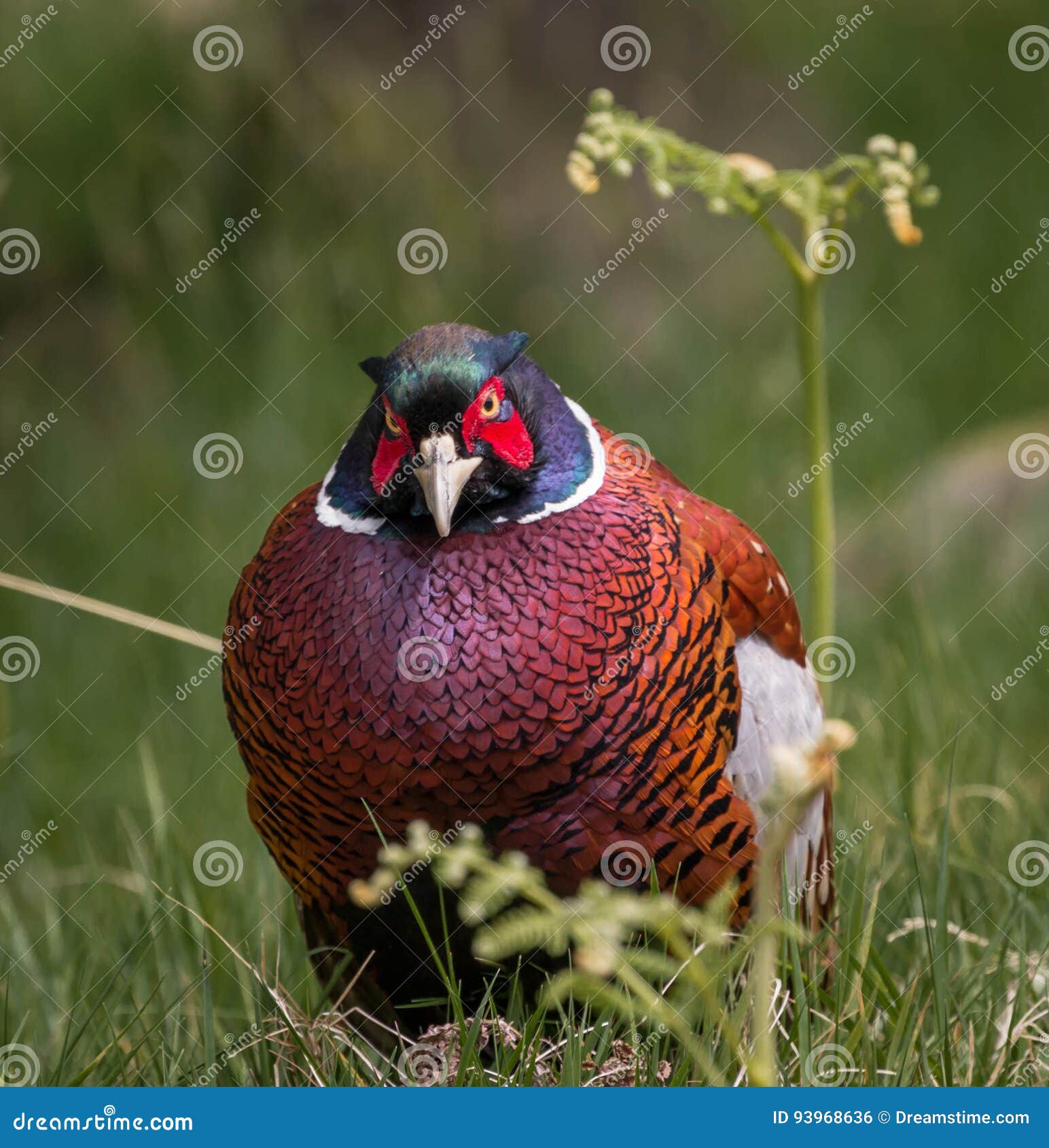 Retrato de la perdiz foto de archivo. Imagen de completo - 93968636