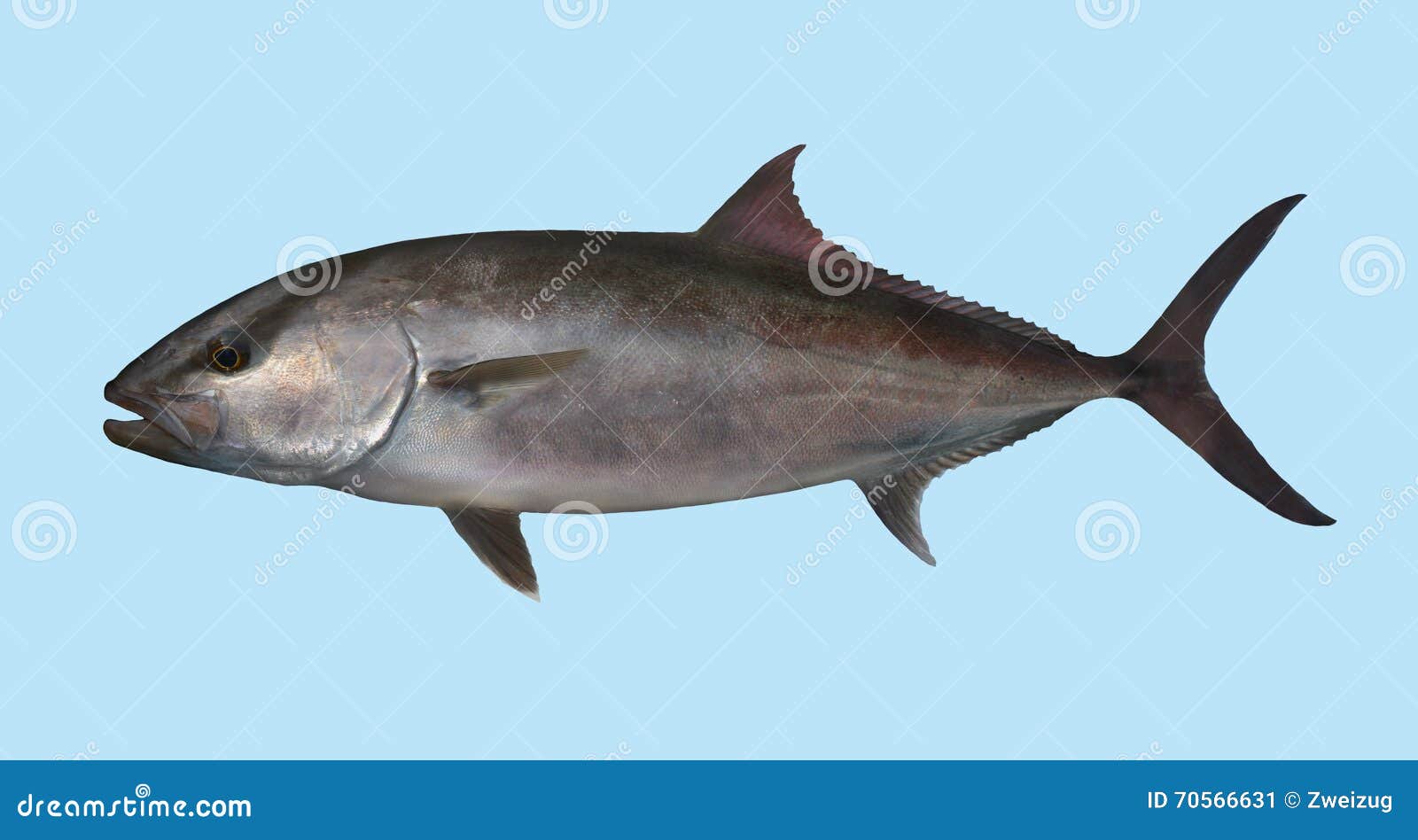 Retrato De La Pesca Del Medregal Imagen de archivo - Imagen de hilatura ...