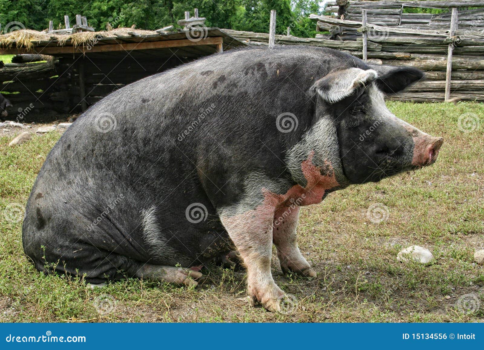 Retrato de la puerca vieja foto de archivo. Imagen de momia - 15134556