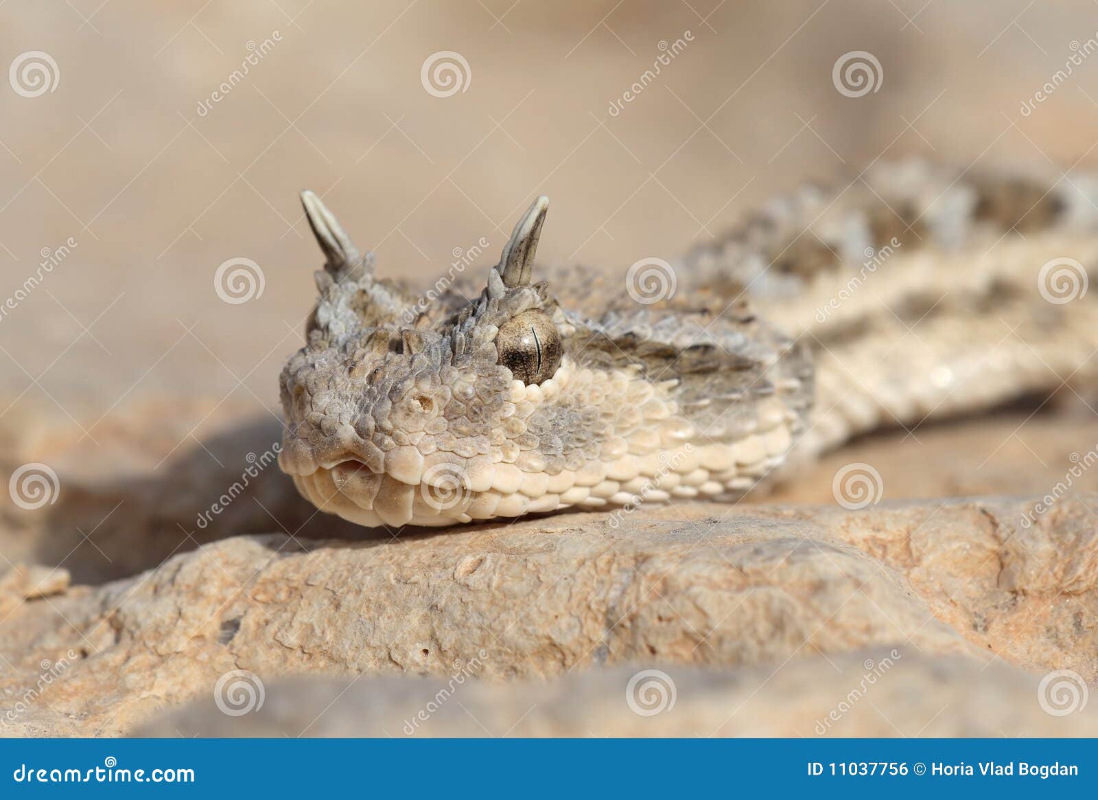 Retrato De La Serpiente - Víbora De Cuernos Foto de archivo - Imagen de ...