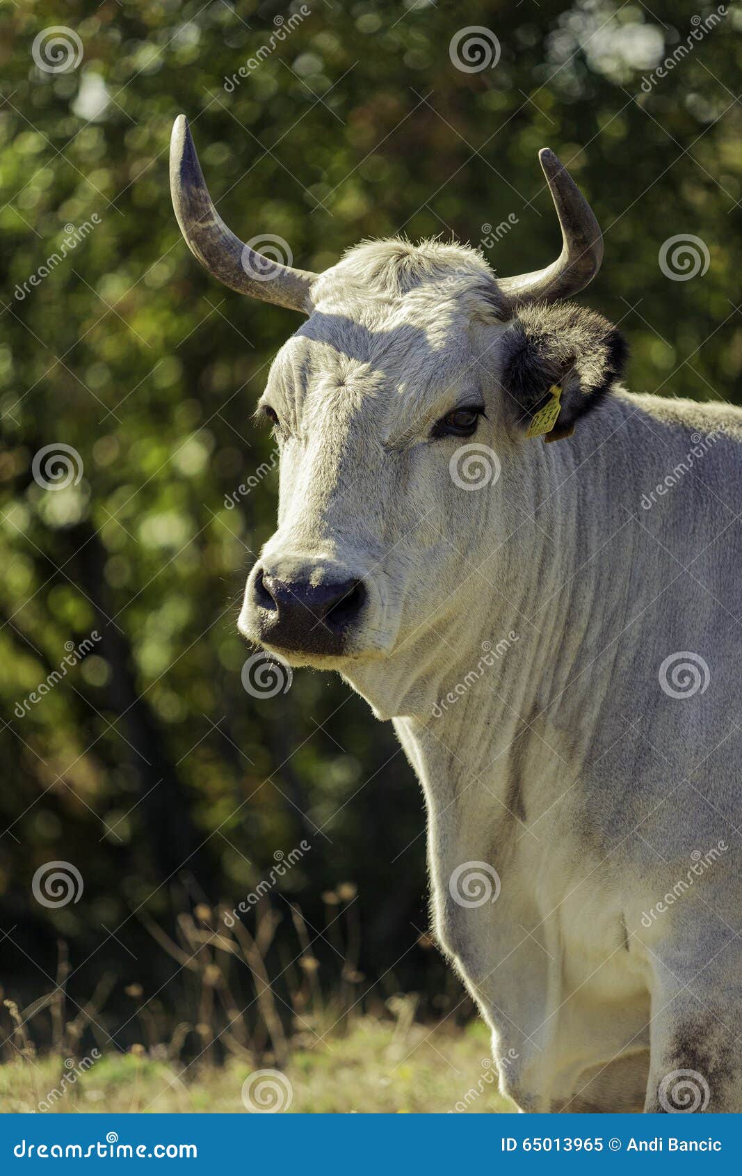 Retrato de la vaca blanca imagen de archivo. Imagen de pasto - 65013965