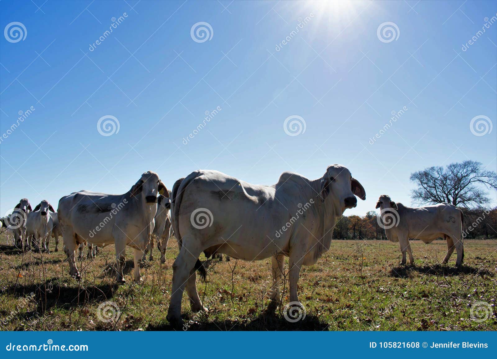 Retrato De La Vaca De Brahma Foto de archivo - Imagen de animales ...